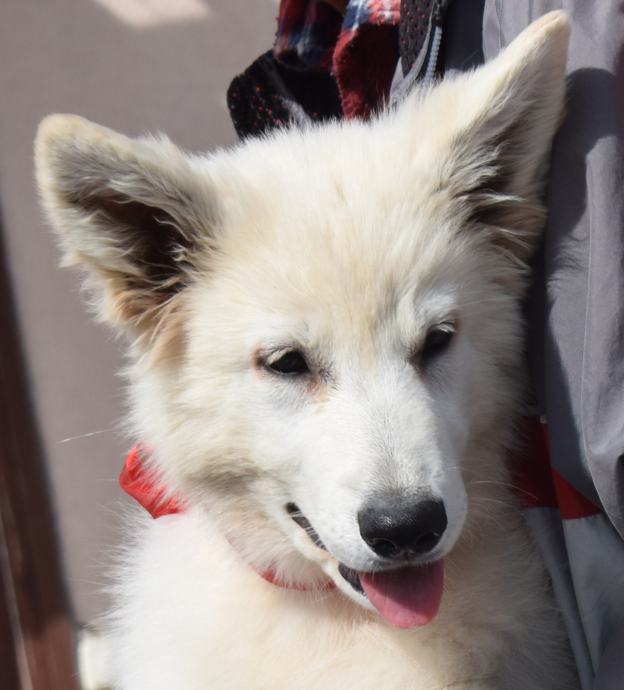 Švicarski bijeli ovčar - vrhunski štenci s rodovnicom HKS