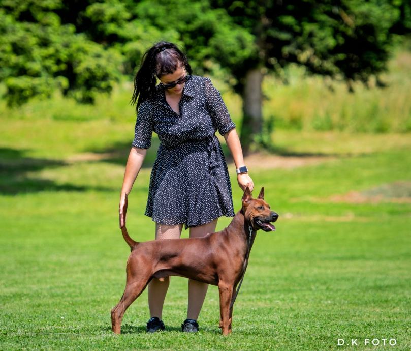 Tajlandski riđbek (Thai ridgeback)