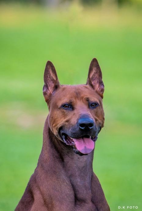 Tajlandski riđbek (Thai ridgeback)