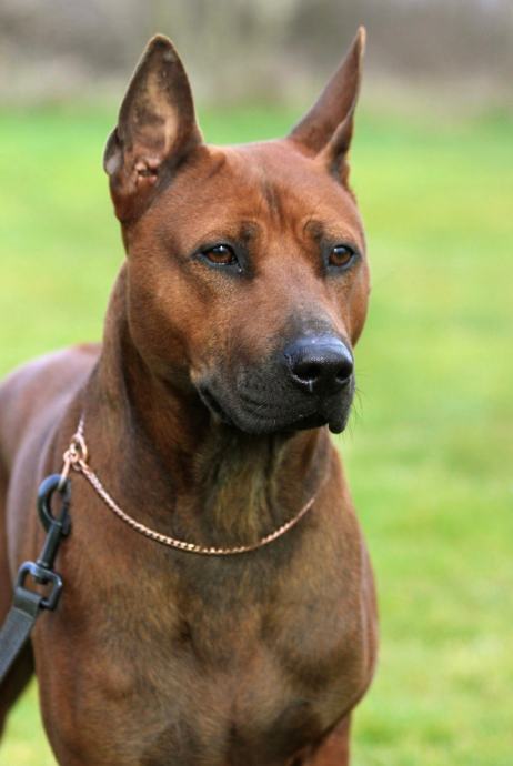 Tajlandski riđbek (Thai ridgeback)
