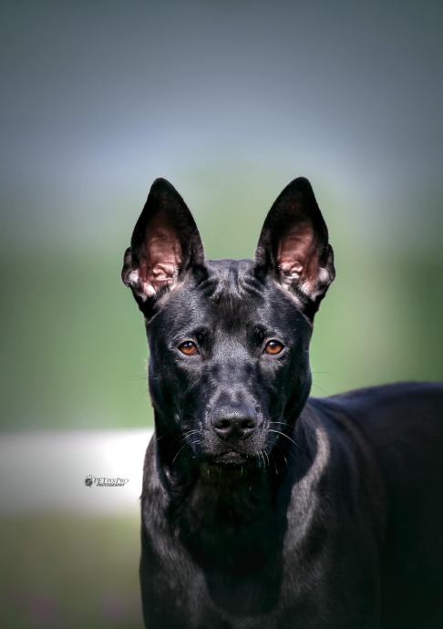Tajlandski riđbek (Thai ridgeback)