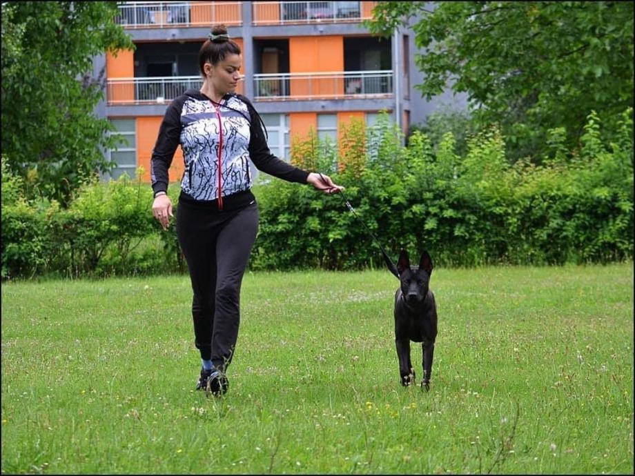 Tajlandski riđbek (Thai ridgeback)