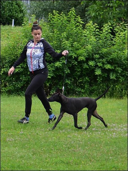 Tajlandski riđbek (Thai ridgeback)