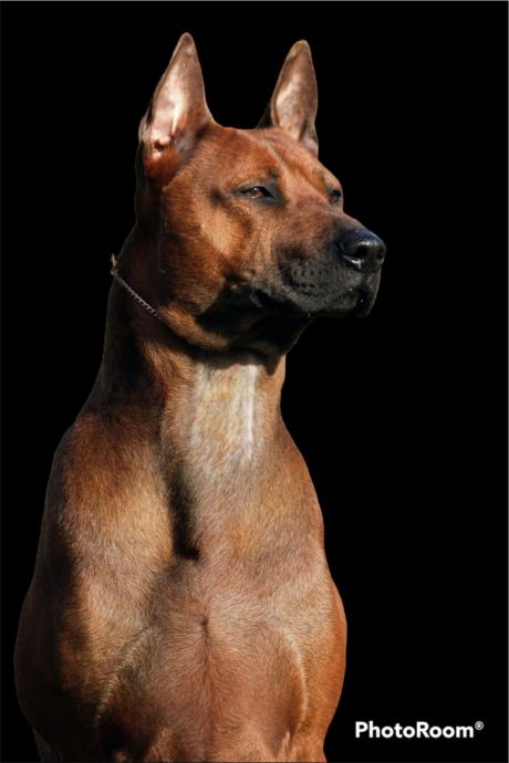 Tajlandski riđbek (Thai ridgeback)