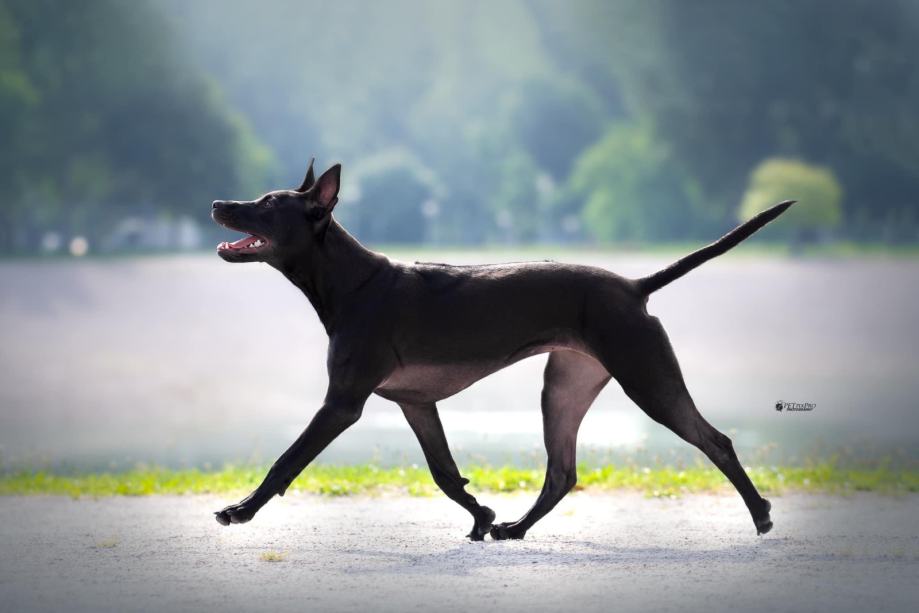 Tajlandski riđbek (Thai ridgeback)