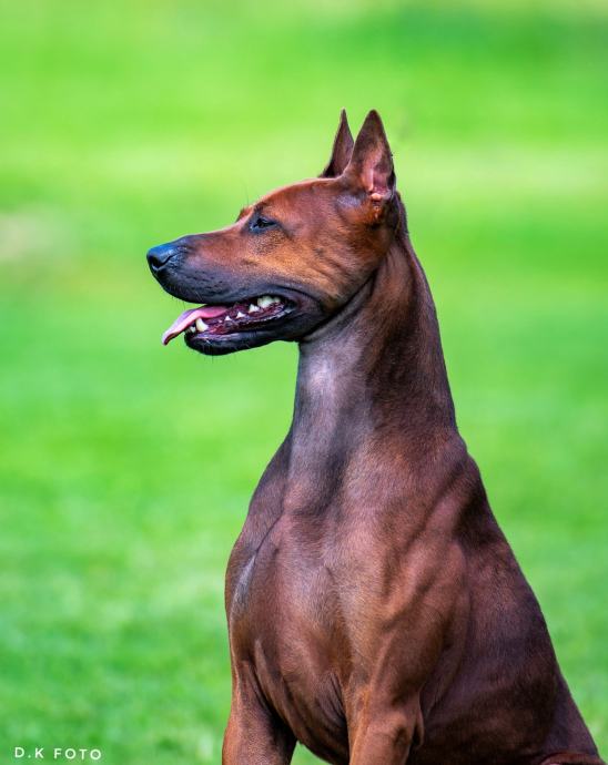 Tajlandski riđbek (Thai ridgeback)