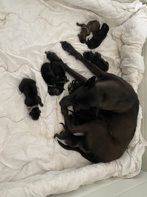 Tajlandski riđbek (Thai ridgeback)