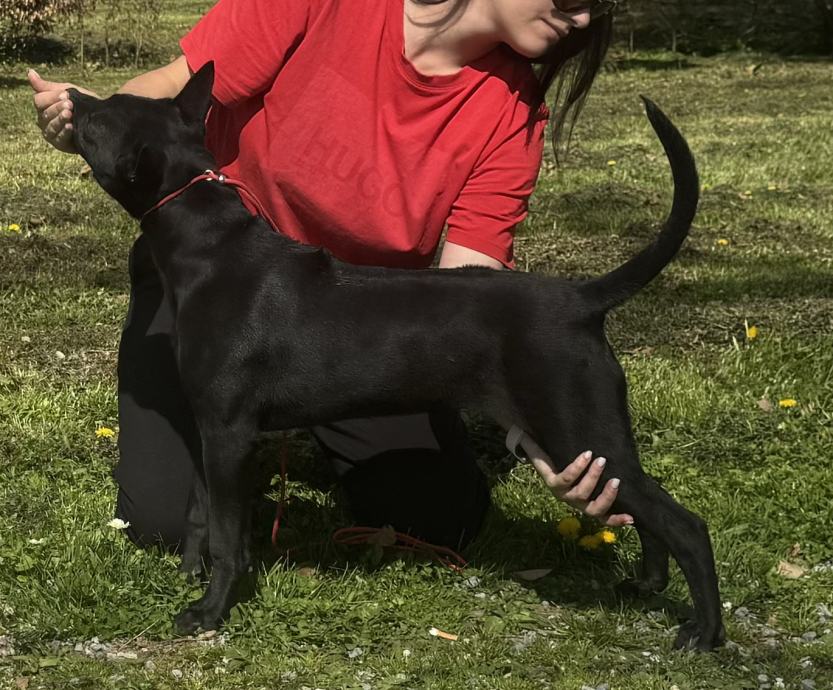 Tajlandski riđbek (Thai ridgeback)