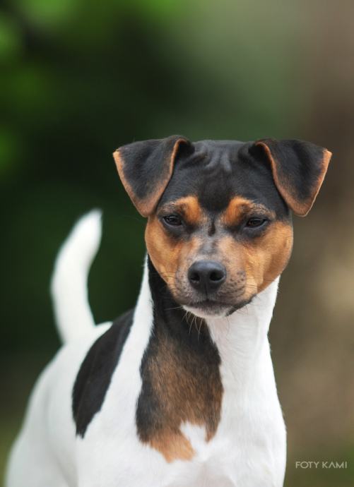 TERRIER BRASILEIRO - Terijer brazilski