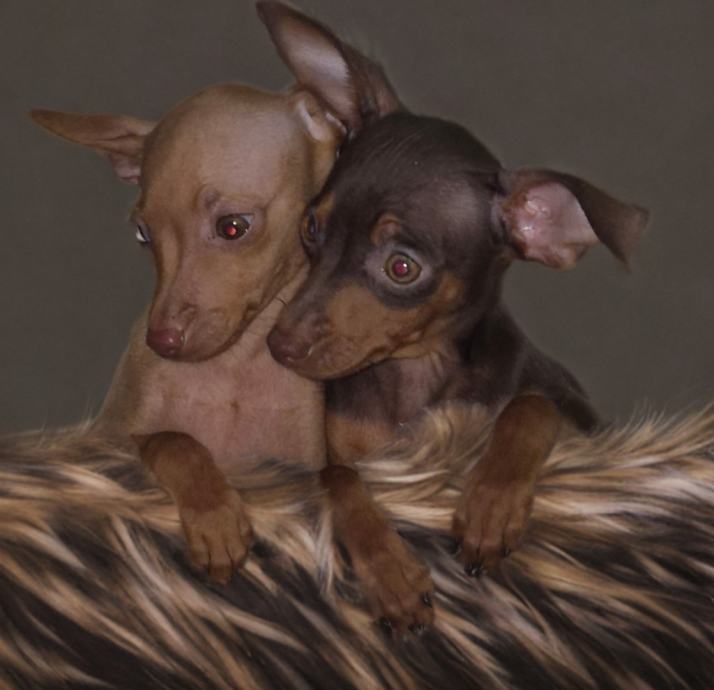 Toy pasmina, Prague ratter štenci