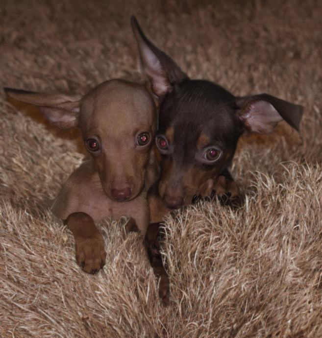 Toy pasmina, Prague ratter štenci