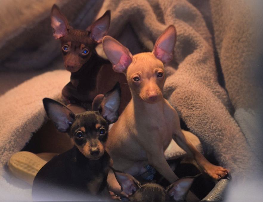 Toy pasmina, Prague ratter štenci