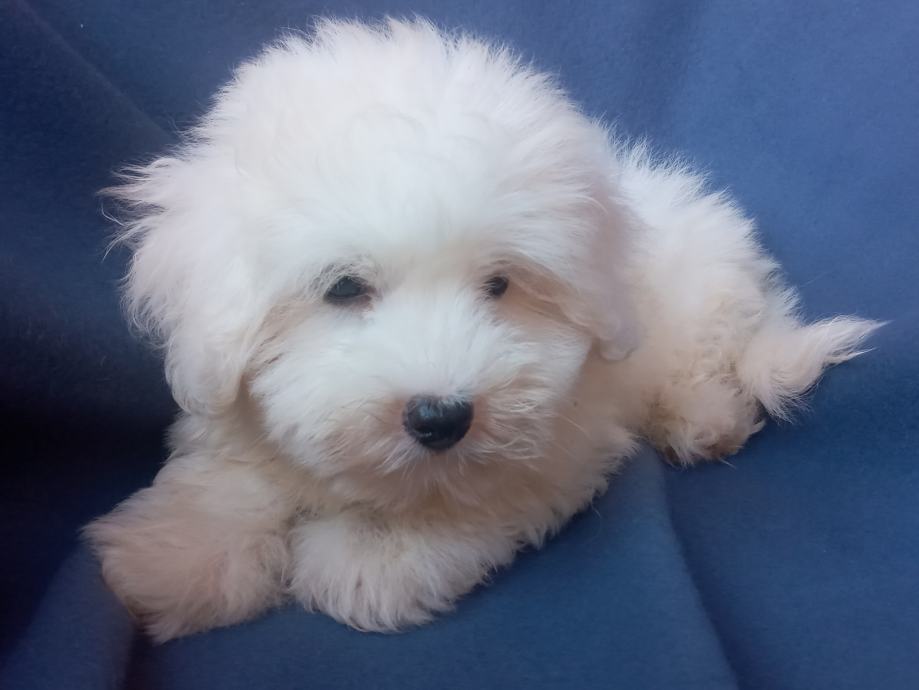 Tulearski pas štenci (Coton De Tulear)