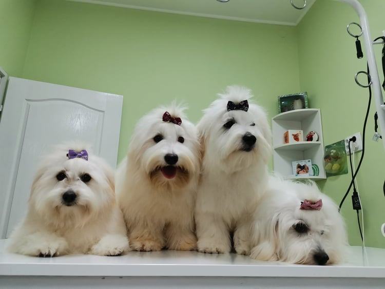 Tulearski pas štenci (Coton De Tulear)