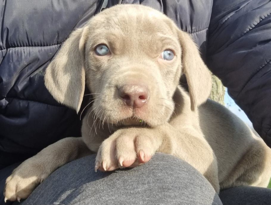 Vajmarski pticar stenci sa rodovnicama