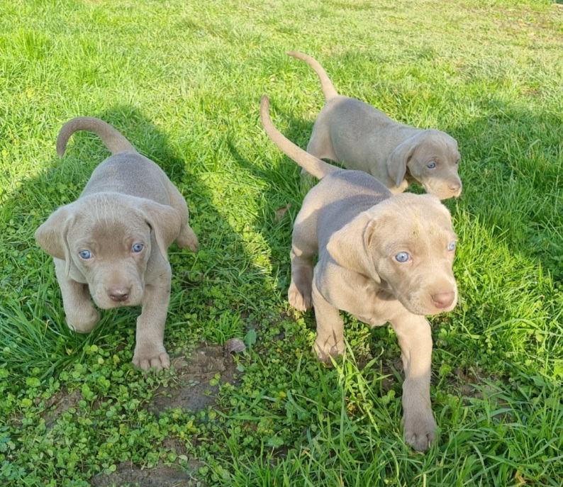 Vajmarski pticar stenci sa rodovnicama