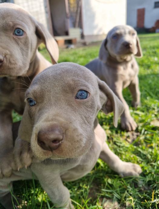 Vajmarski pticar stenci sa rodovnicama