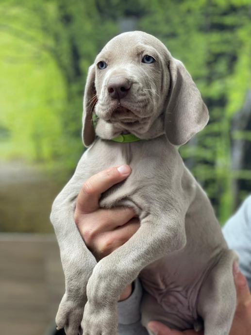 Vajmarski ptičar - štenci