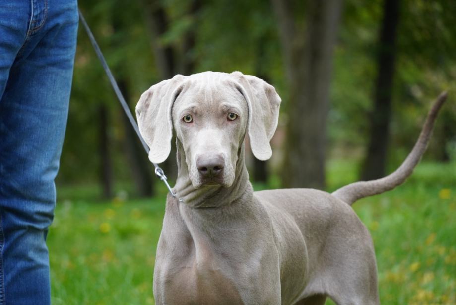 Vajmarski ptičar - štene