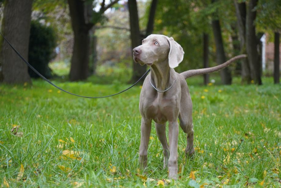 Vajmarski ptičar - štene