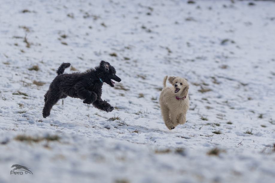 VELIKA-KRALJEVA PUDLA