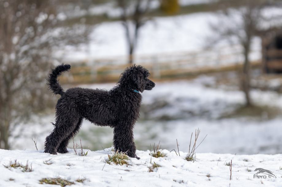 VELIKA-KRALJEVA PUDLA