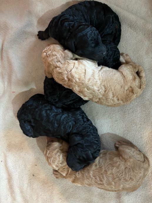 Velika pudla ( kraljevska )