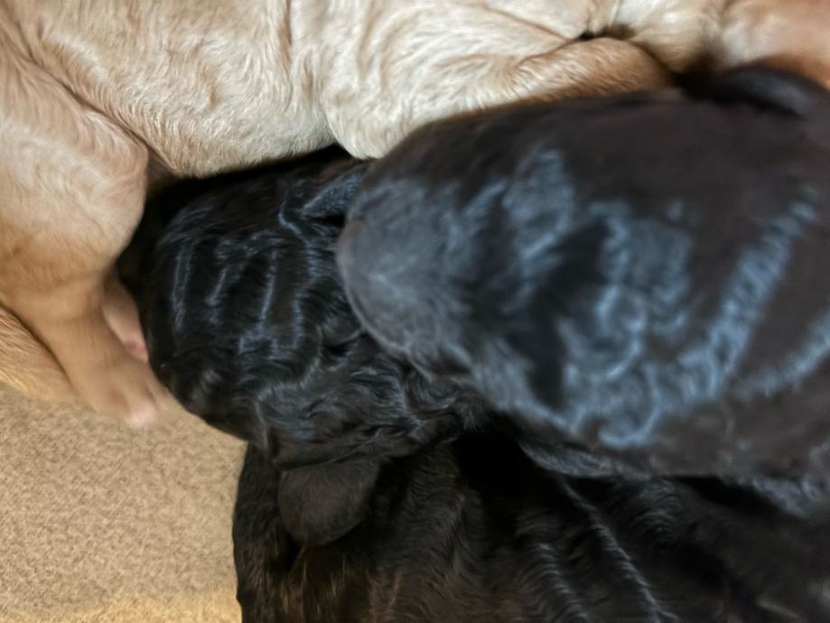 Velika pudla ( kraljevska )