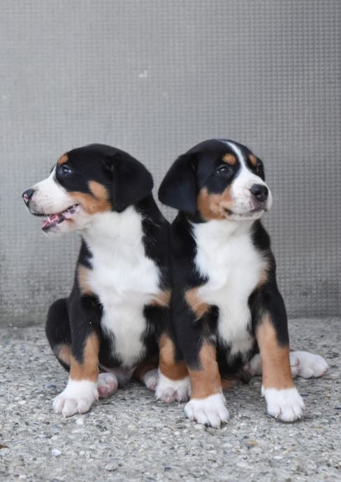 Veliki švicarski planinski pas