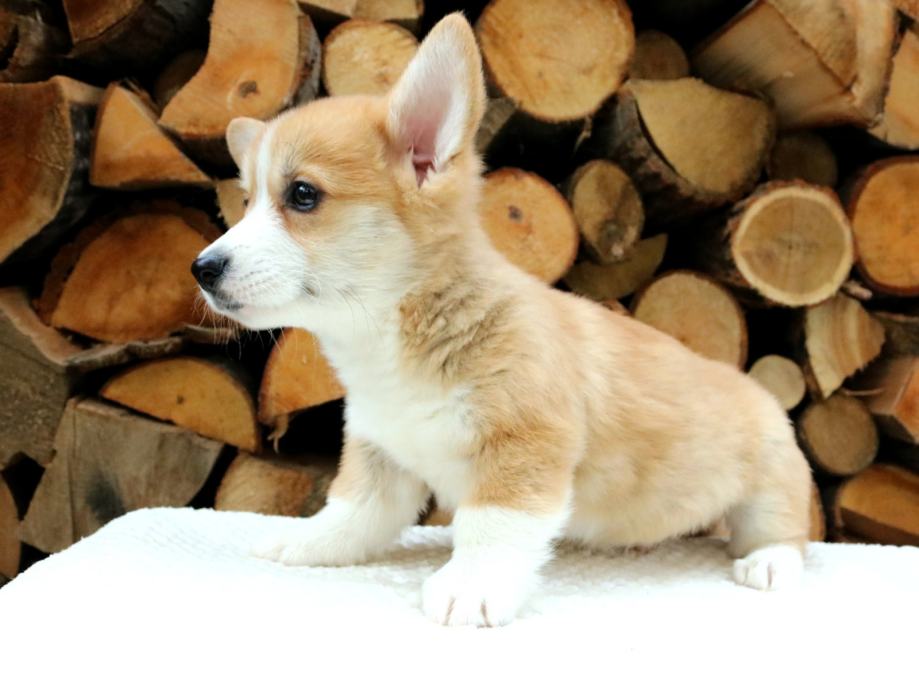 Velški korgi pembrok