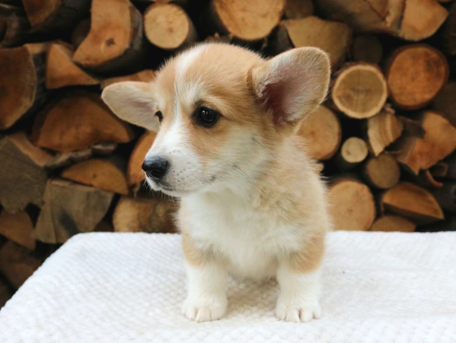 Velški korgi pembrok