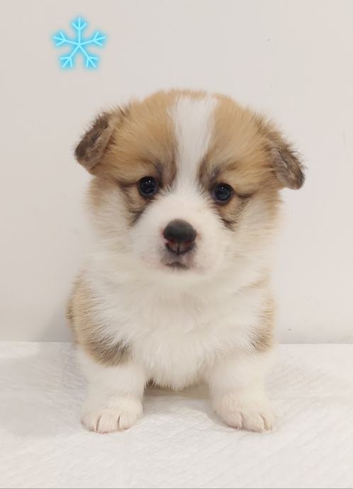 Velški korgi pembrok štenci