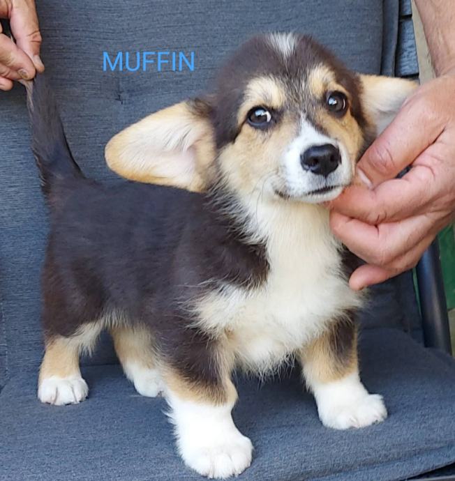 Velški korgi pembrok štenci