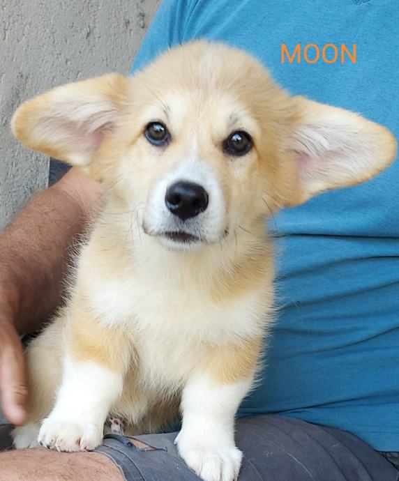 Velški korgi pembrok štenci