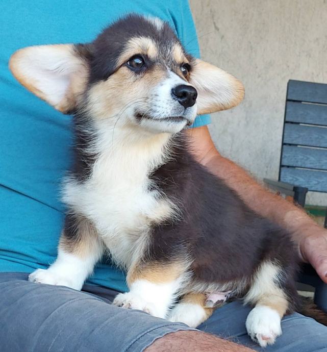 Velški korgi pembrok štenci