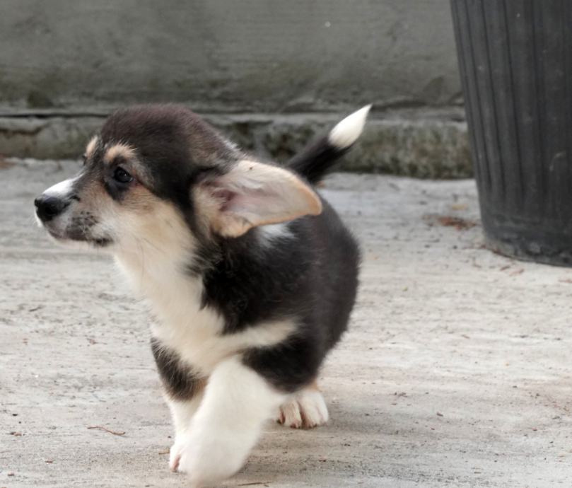 Velški korgi pembrok štenci