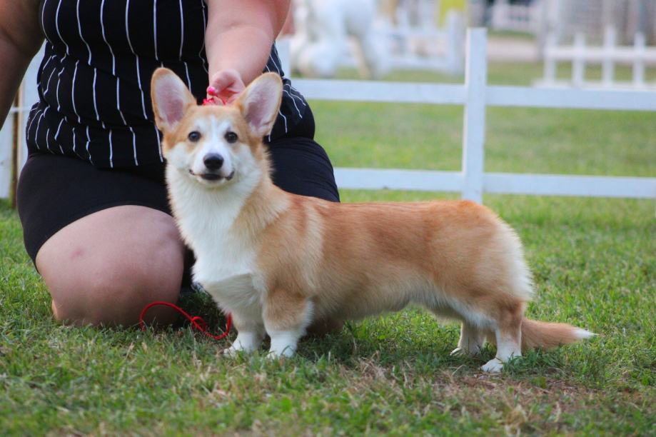 Velški korgi Pembroke - štenci