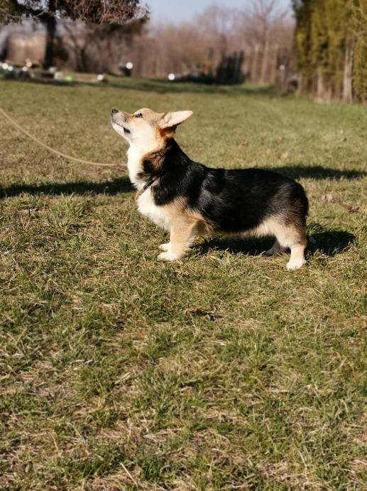 Velski korgi pembrok stenci - welsh corgi