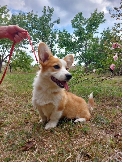 Welsh corgi pembroke/velski korgi