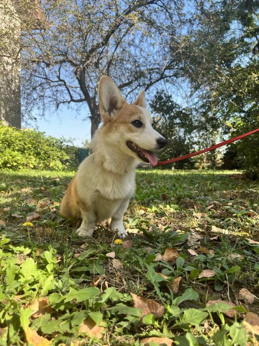 Welsh corgi pembroke/velski korgi
