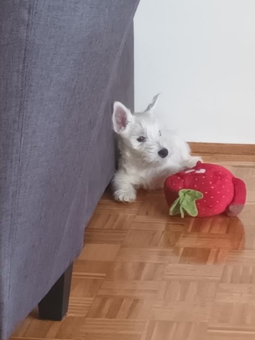 Westy štenci sa rodovnicom. Roditelji šampioni.