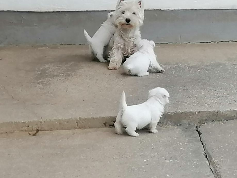 Westy štenci sa rodovnicom Hks-a