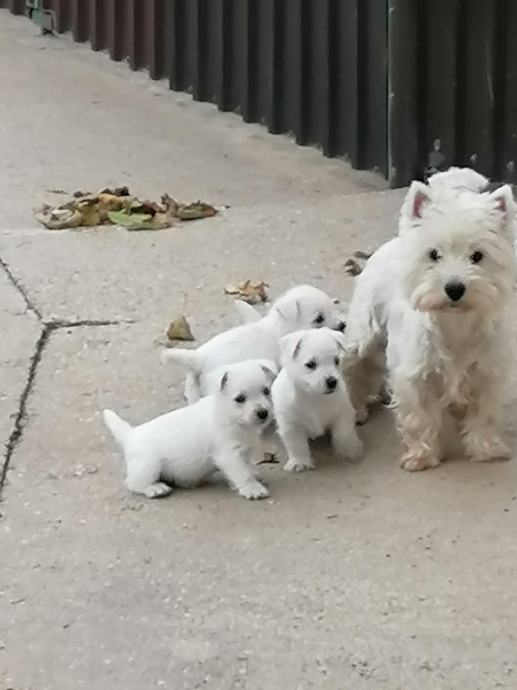 Westy štenci sa rodovnicom Hks-a
