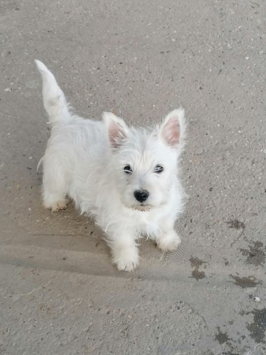 Westy štenci sa rodovnicom Hks-a