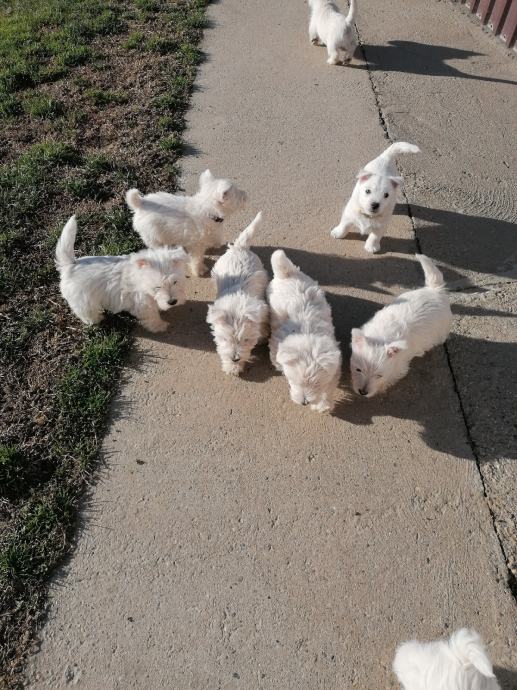 Westy štenci sa rodovnicom Hks-a