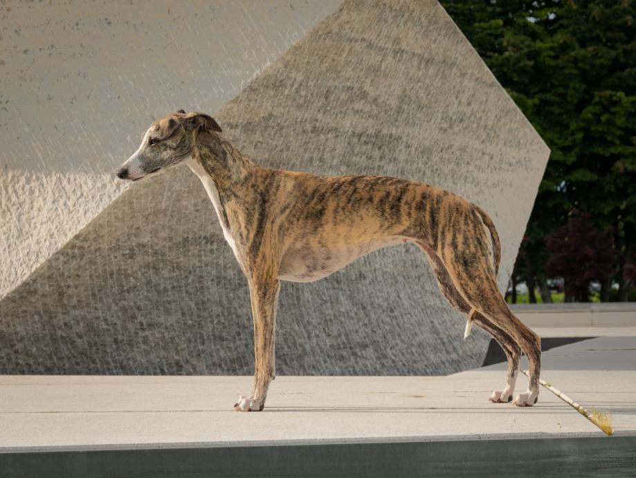 Vipet/whippet štenci (mali engleski hrt)