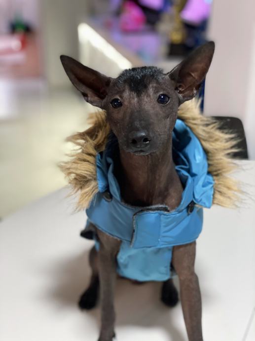 Xoloitzcuintle (Meksicki bezdlaki pas)-MINI