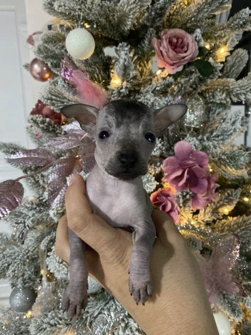 Xoloitzcuintle (Meksicki bezdlaki pas)-MINI