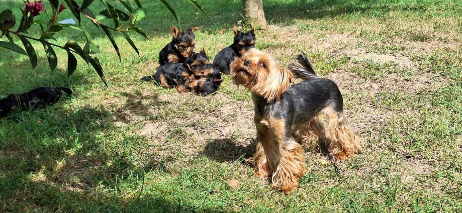 Yorkshire terrier FCI rodovnik, Jorkširski terijer, Jorki