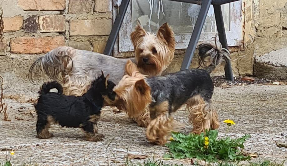 Yorkshire terrier FCI rodovnik, Jorkširski terijer, Jorki